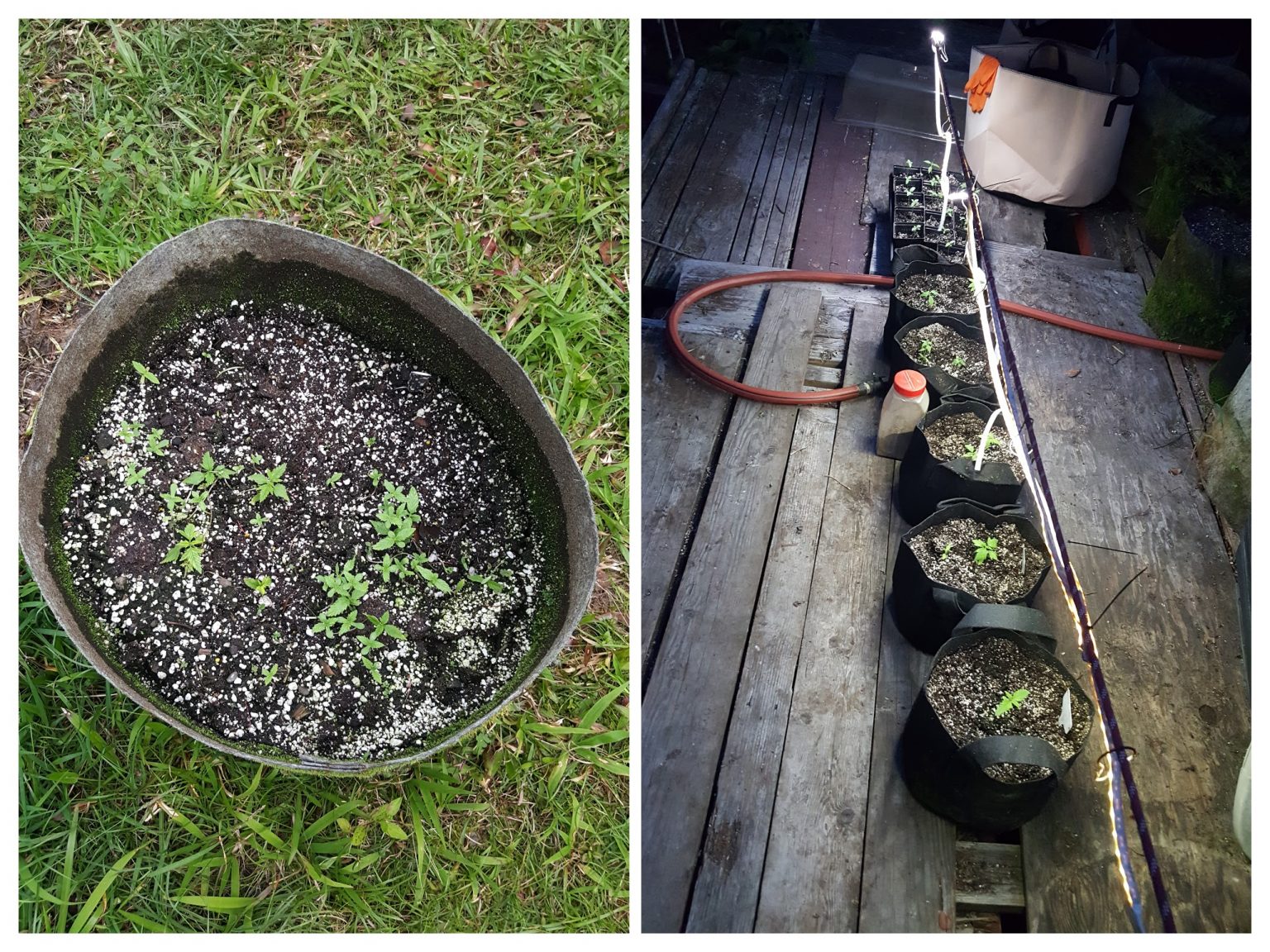 Cannabis Seeds Sprouting - Treehouse Farm