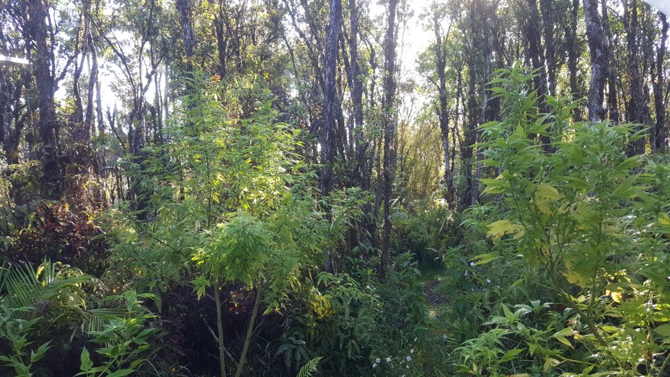 Update on Dragon's Web First Full Season - Treehouse Farm