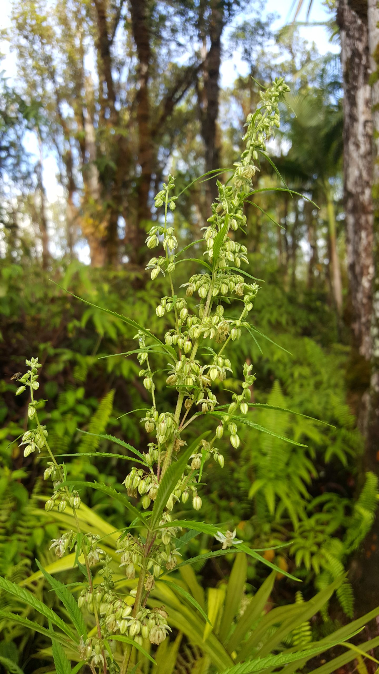 Update on Dragon's Web First Full Season - Treehouse Farm