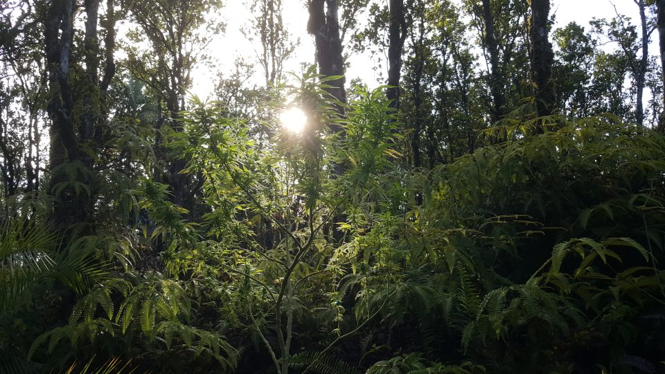 Update on Dragon's Web First Full Season - Treehouse Farm